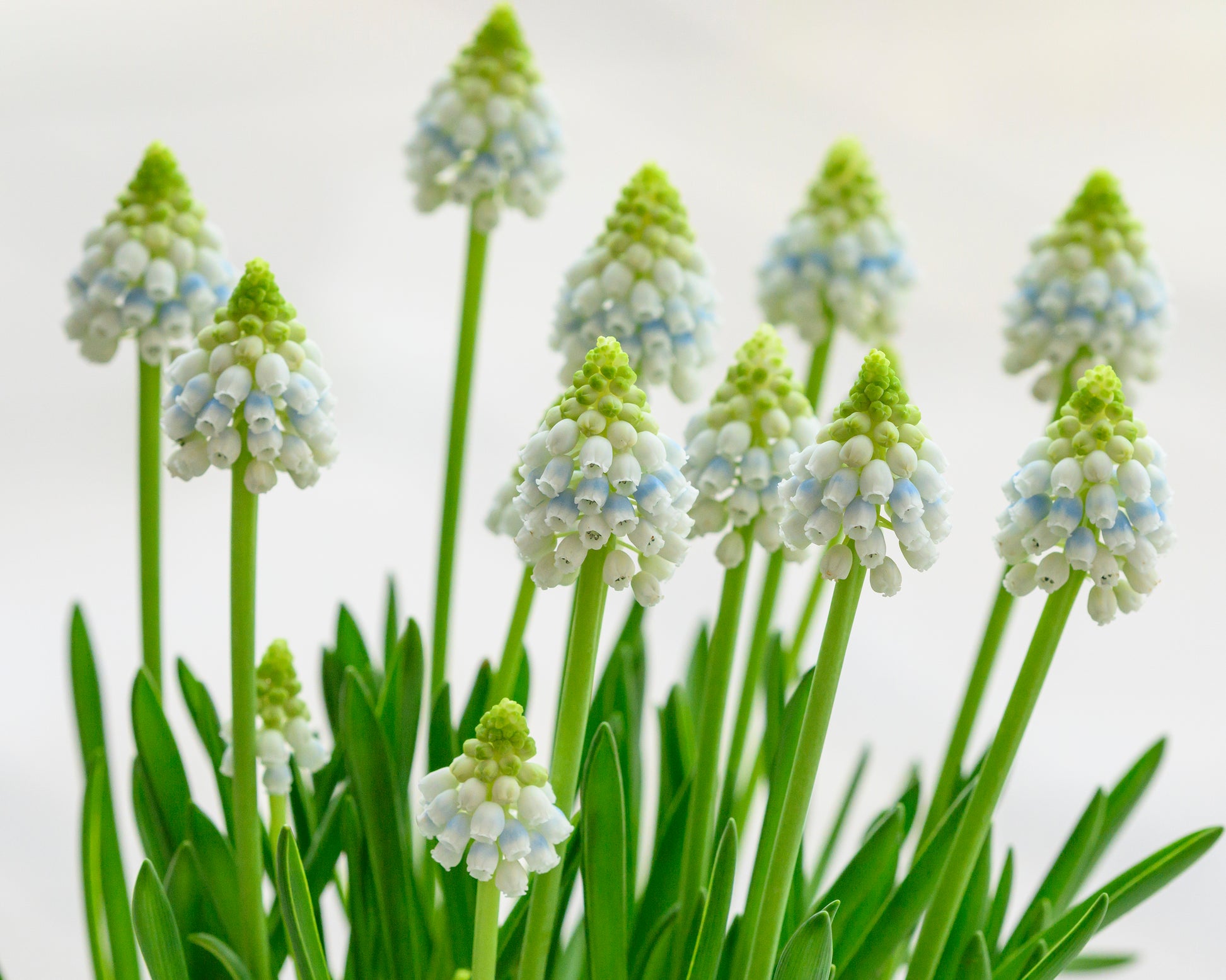 Muscari 'Alaska' bulbs — Buy soft blue grape hyacinths online at Farmer ...