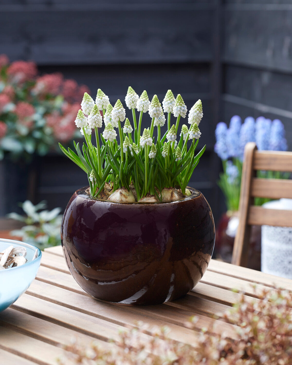 Muscari 'Alaska' bulbs — Buy soft blue grape hyacinths online at Farmer ...