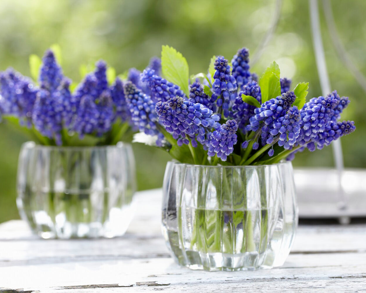 Muscari azureum 'Bling Bling' bulbs — Buy azure grape hyacinths online ...