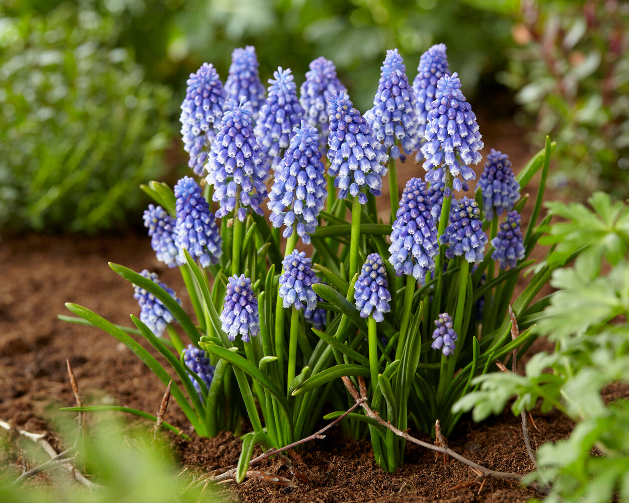 Muscari azureum 'Bling Bling' bulbs — Buy azure grape hyacinths online ...