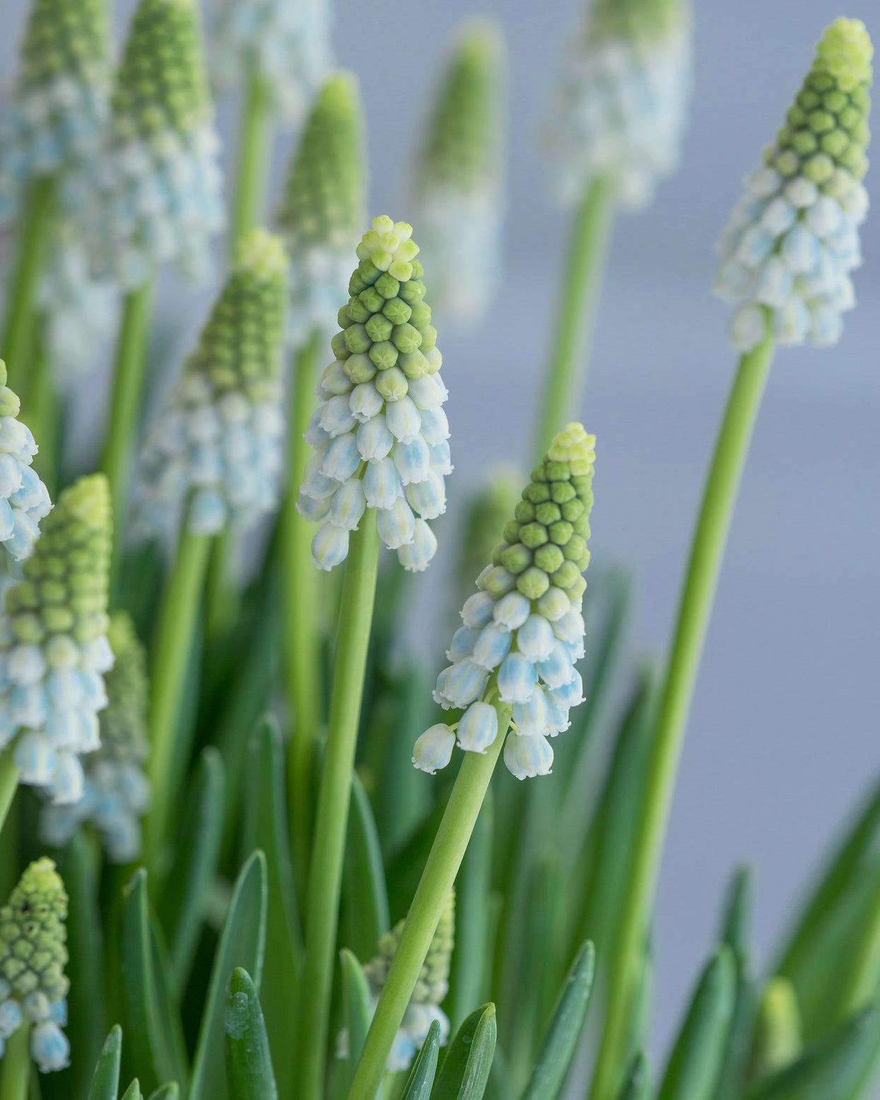 Muscari armeniacum 'Esther' bulbs | Buy pale blue grape hyacinths ...