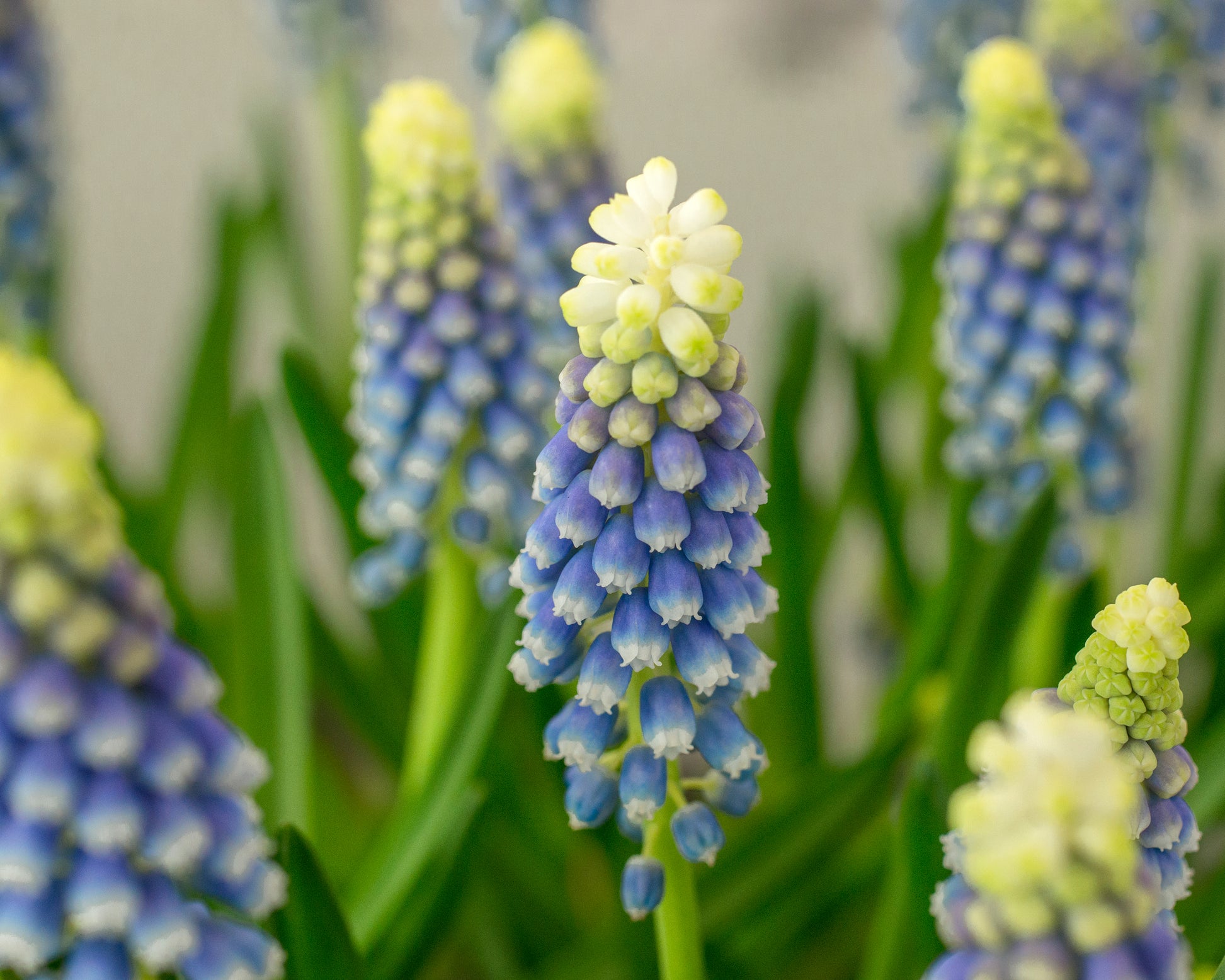 Muscari 'Julia' bulbs — Buy online at Farmer Gracy UK