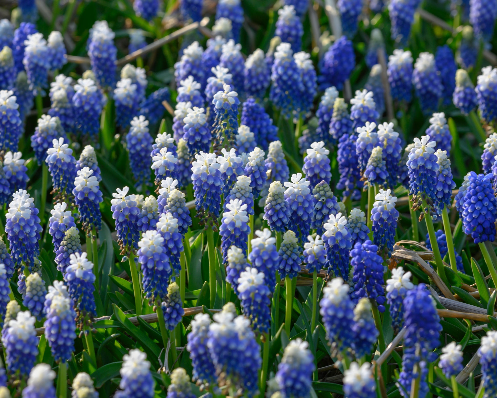 Muscari 'Julia' bulbs — Buy online at Farmer Gracy UK