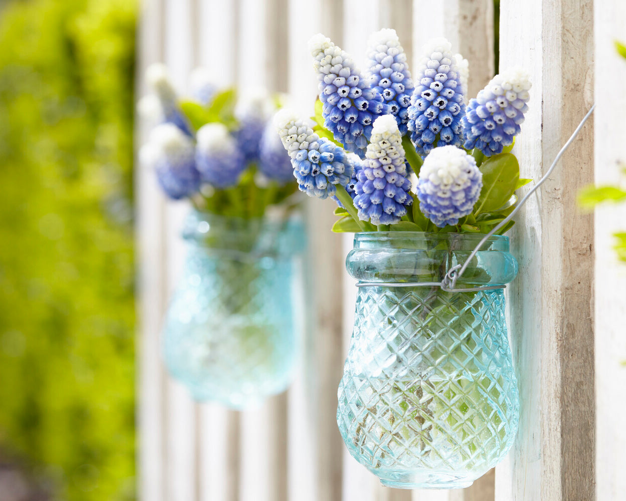 Muscari 'Mountain Lady' bulbs | Buy ice-blue grape hyacinths online at ...