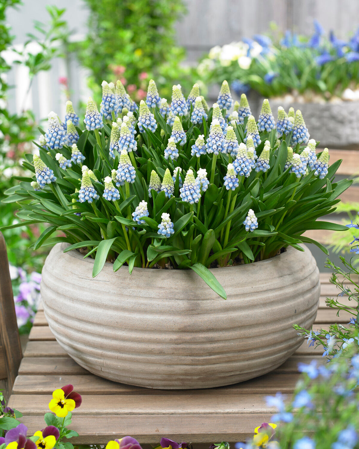 Muscari 'Mountain Lady' bulbs | Buy ice-blue grape hyacinths online at ...
