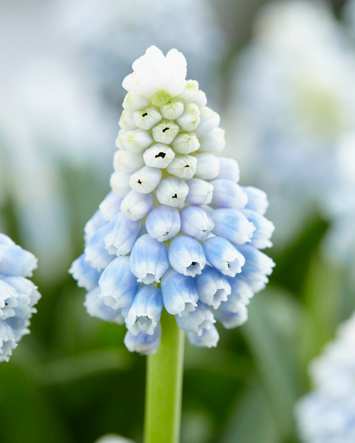 Muscari 'Mountain Lady' bulbs | Buy ice-blue grape hyacinths online at ...