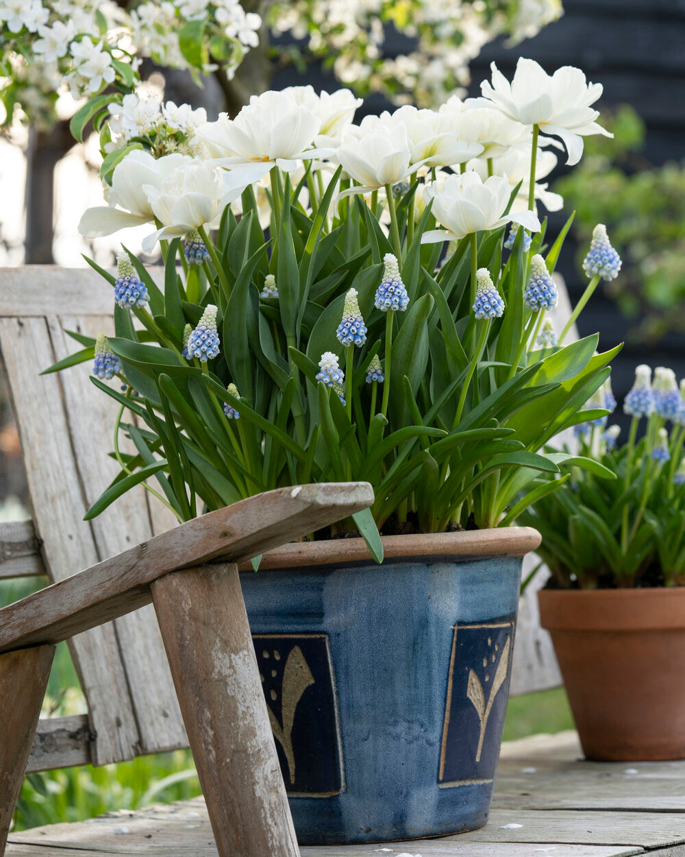 Muscari 'Mountain Lady' bulbs | Buy ice-blue grape hyacinths online at ...
