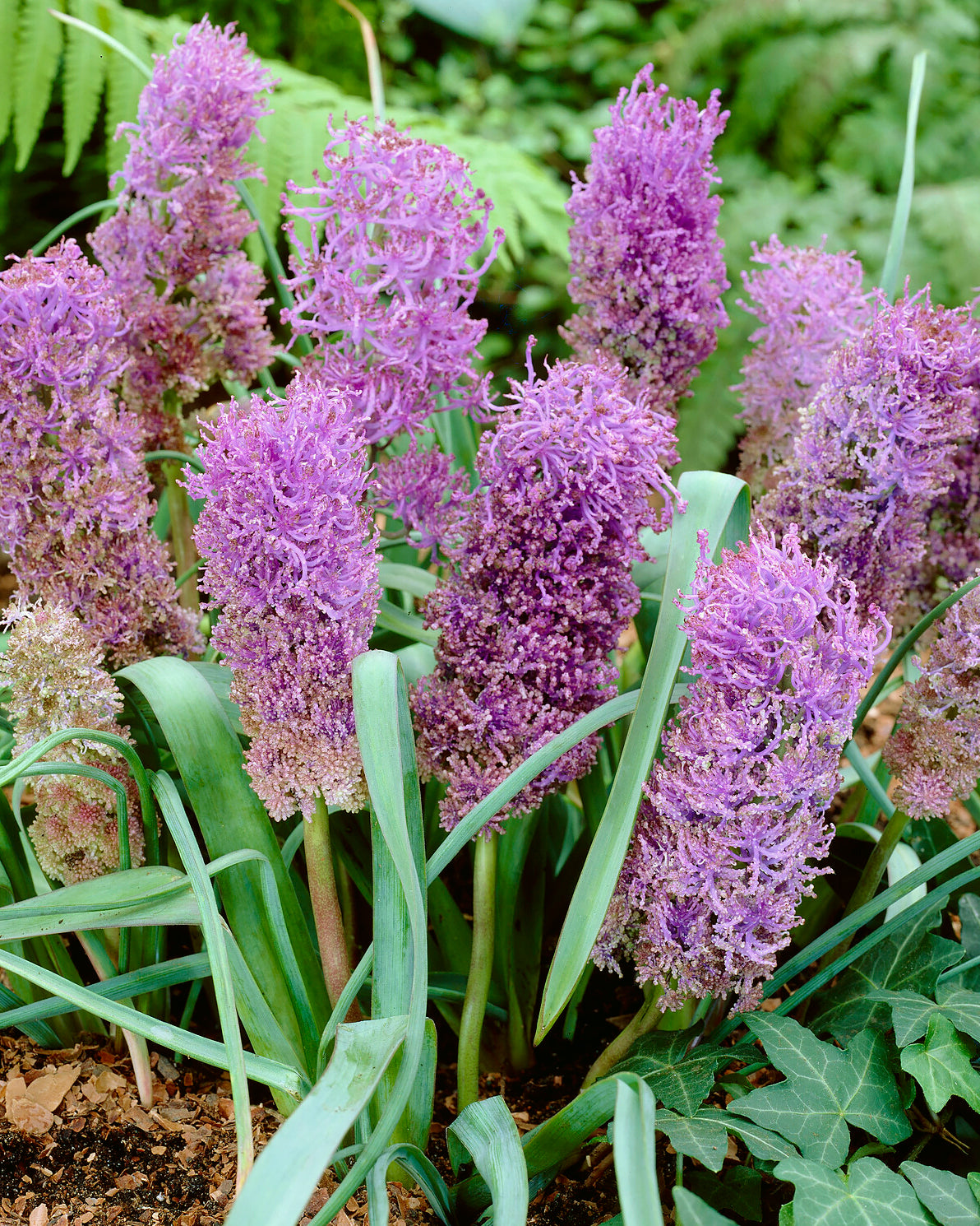 Muscari comosum 'Plumosum' bulbs | Shop online at Farmer Gracy UK