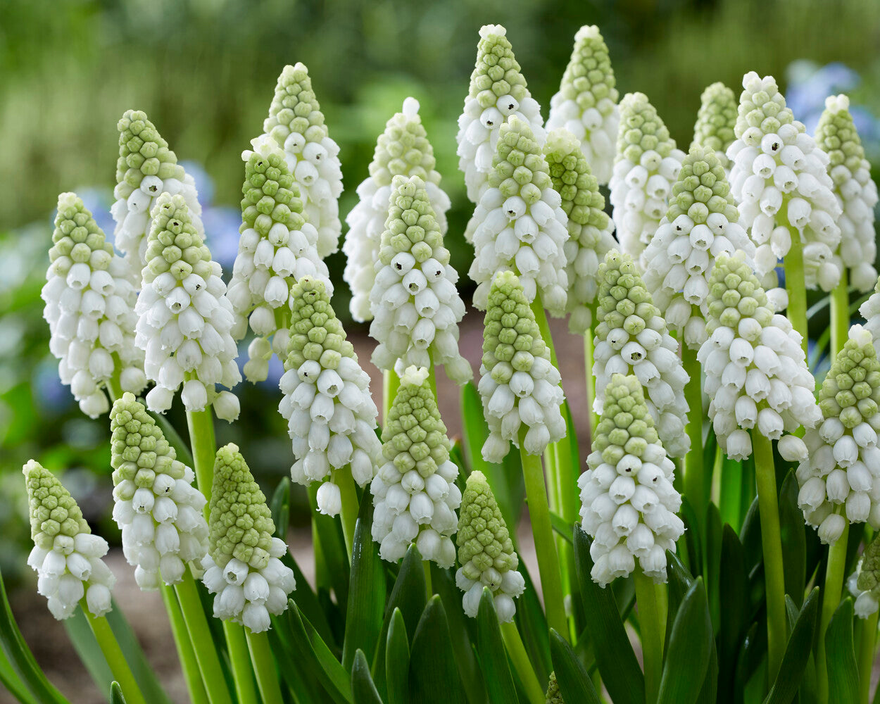 Muscari 'White Pearl' bulbs | Buy white grape hyacinths online at ...