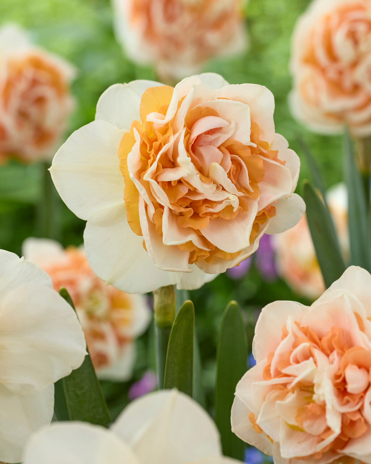 Narcissus 'Break Out' bulbs | Buy online at Farmer Gracy UK
