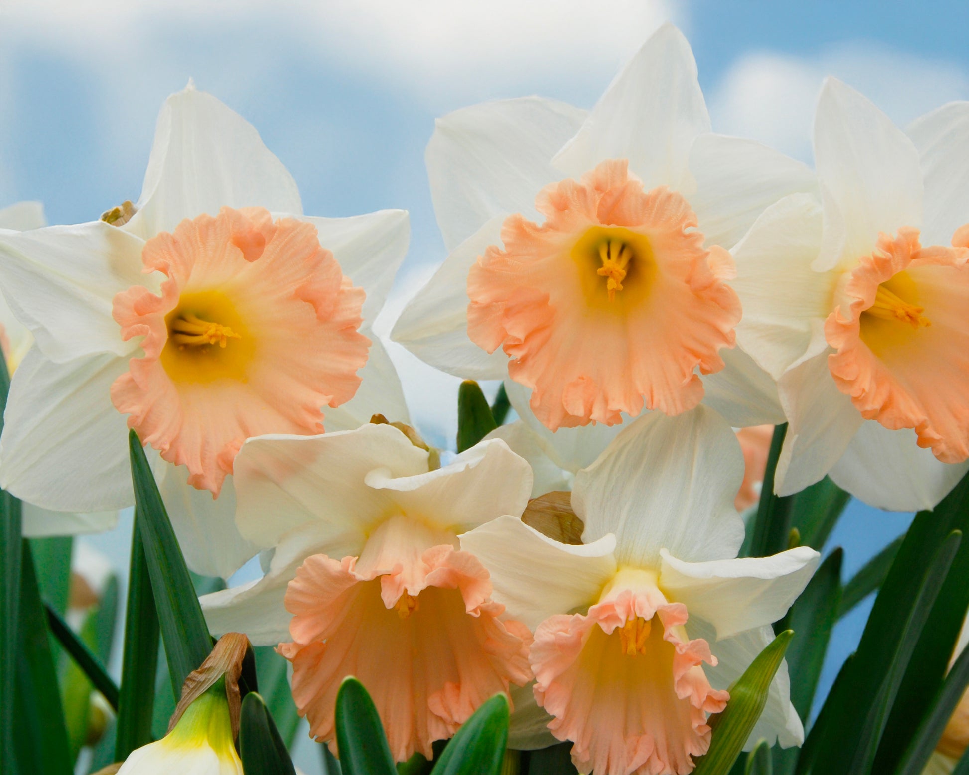 Narcissus 'British Gamble' bulbs — Buy daffodils online at Farmer Gracy UK