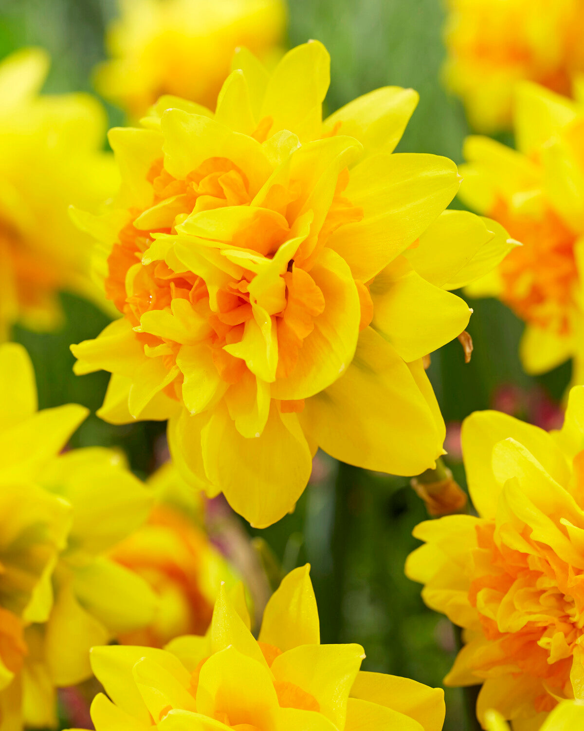 Narcissus 'Double Joy' bulbs — Buy online at Farmer Gracy UK