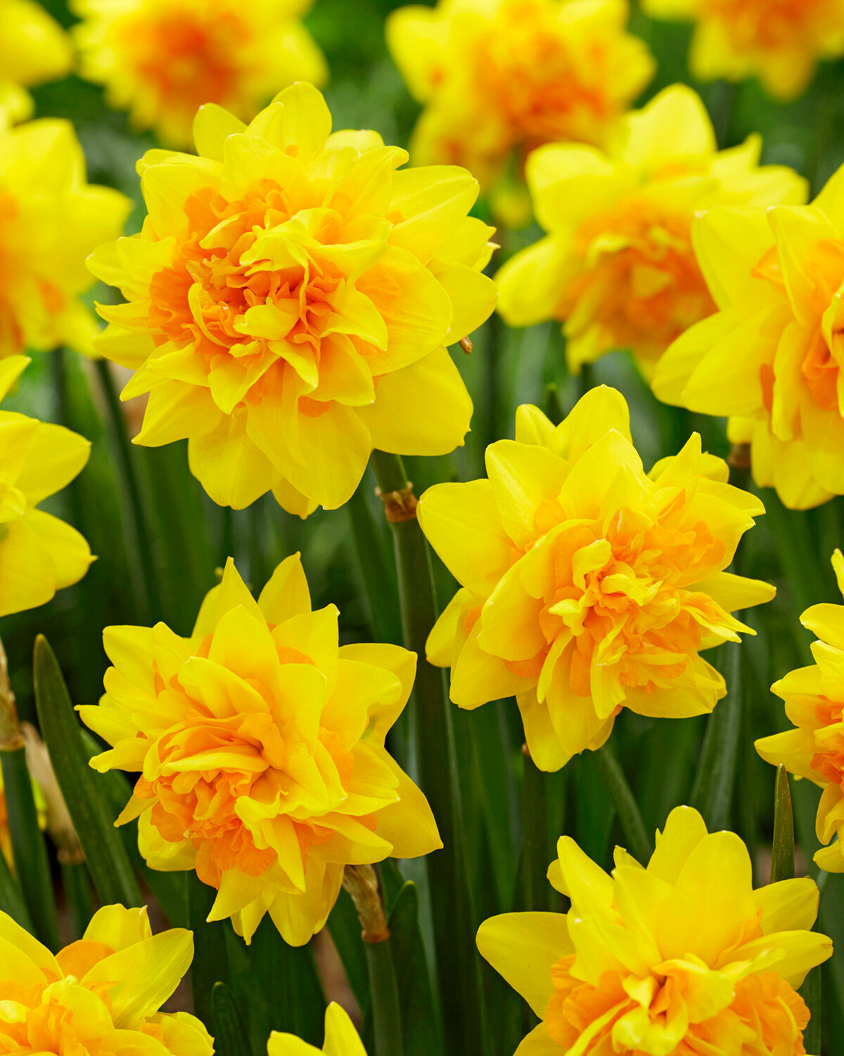 Narcissus 'Double Joy' bulbs — Buy online at Farmer Gracy UK