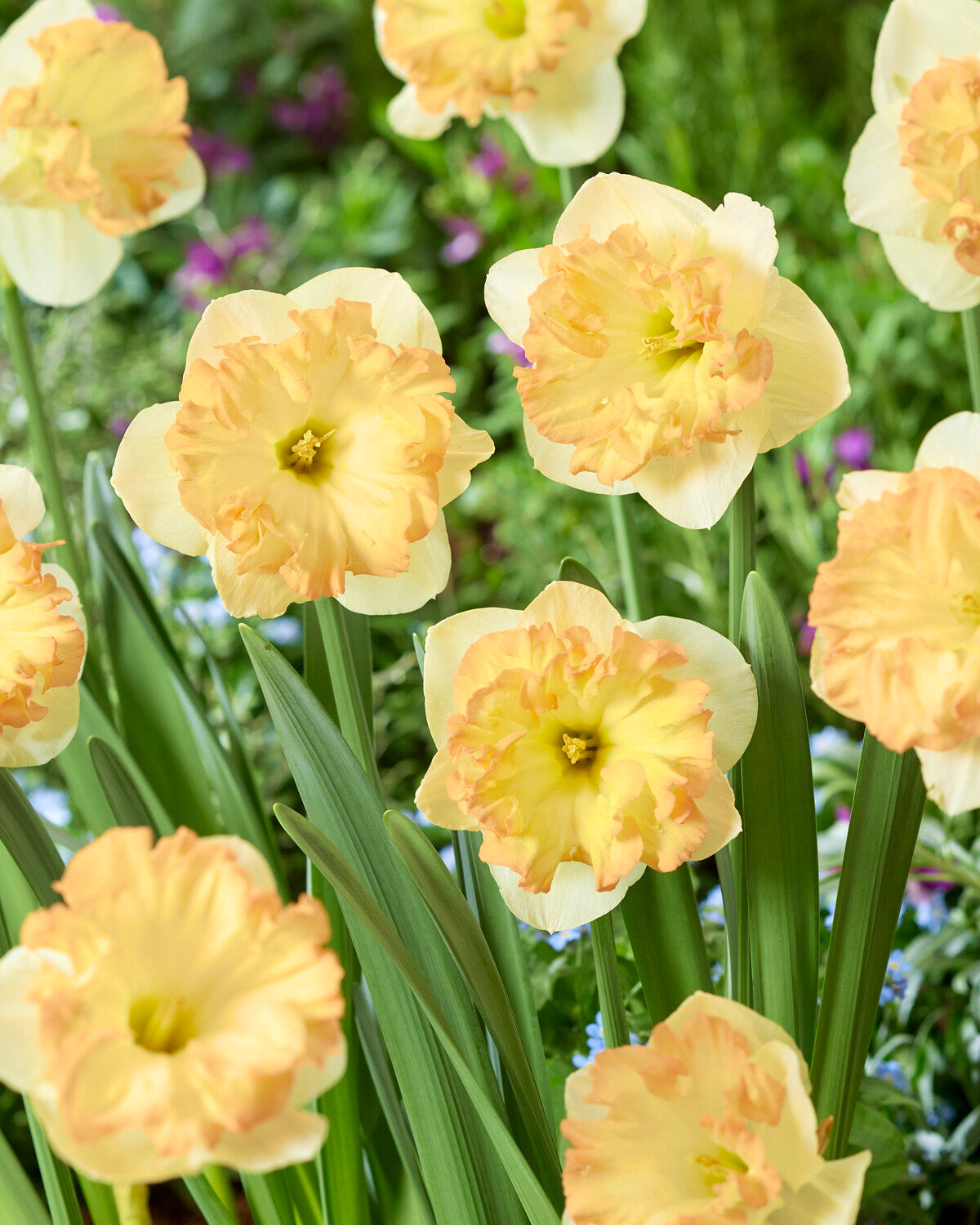 Narcissus 'Easter Party' bulbs - Buy online at Farmer Gracy UK