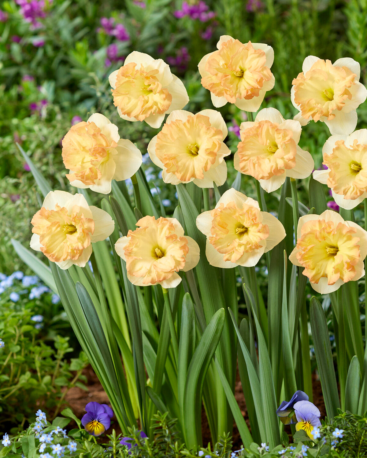 Narcissus 'Easter Party' bulbs - Buy online at Farmer Gracy UK