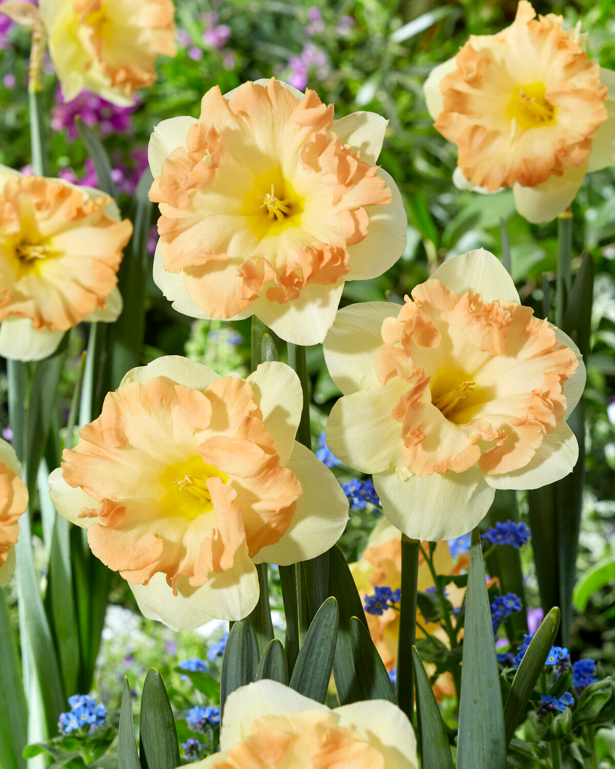 Narcissus 'Easter Party' bulbs - Buy online at Farmer Gracy UK