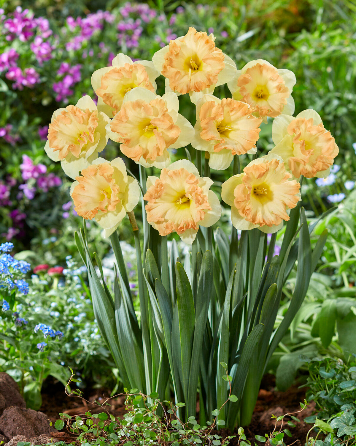 Narcissus 'Easter Party' bulbs - Buy online at Farmer Gracy UK