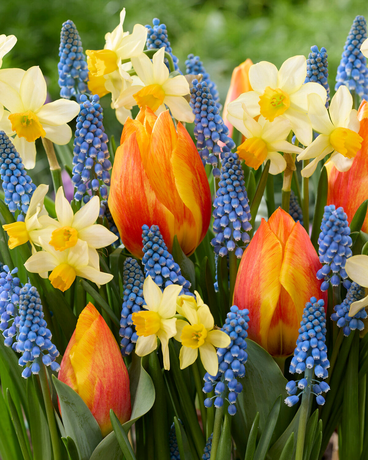 Narcissus 'Eaton Song' bulbs — Buy online at Farmer Gracy UK