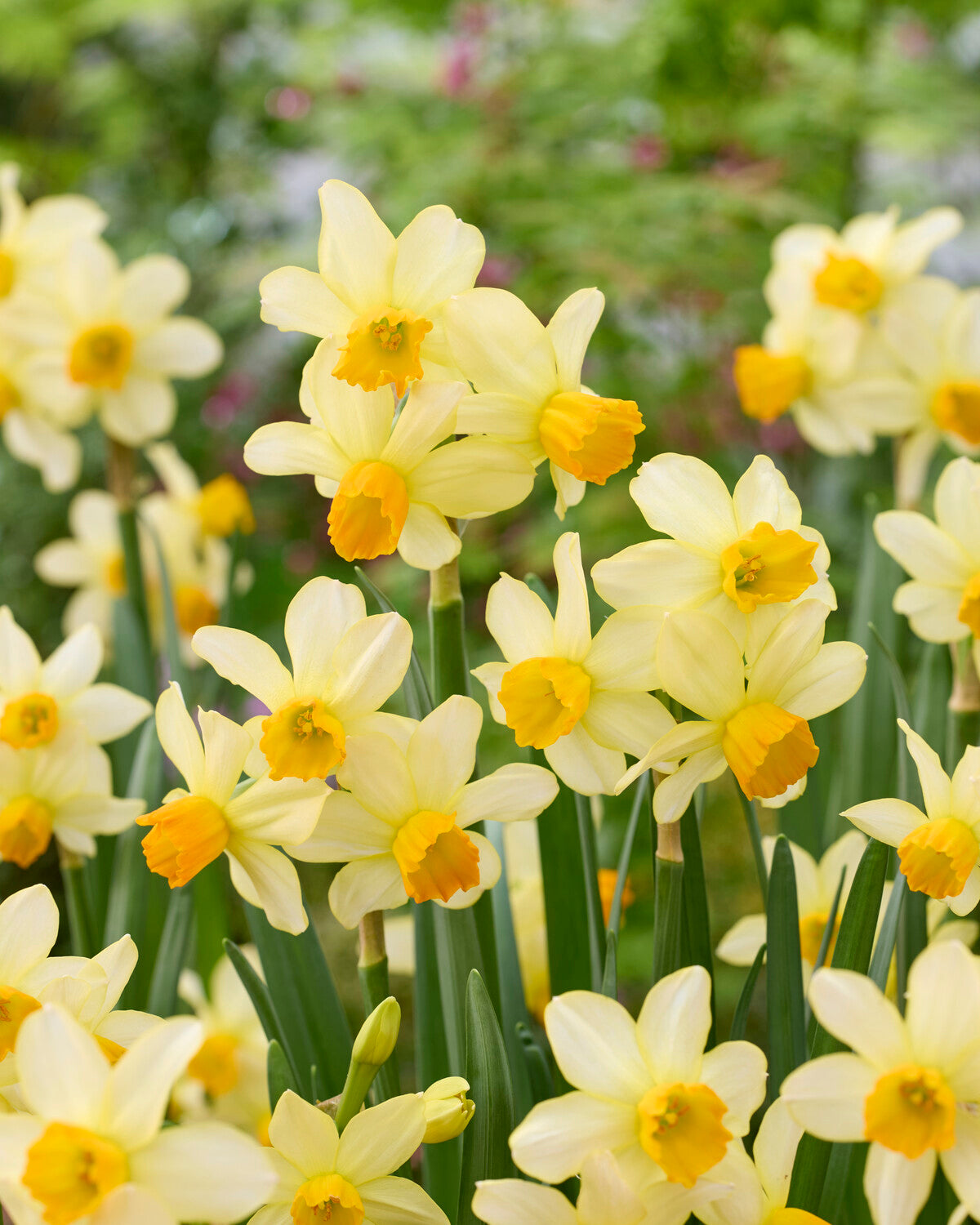 Narcissus 'Eaton Song' bulbs — Buy online at Farmer Gracy UK