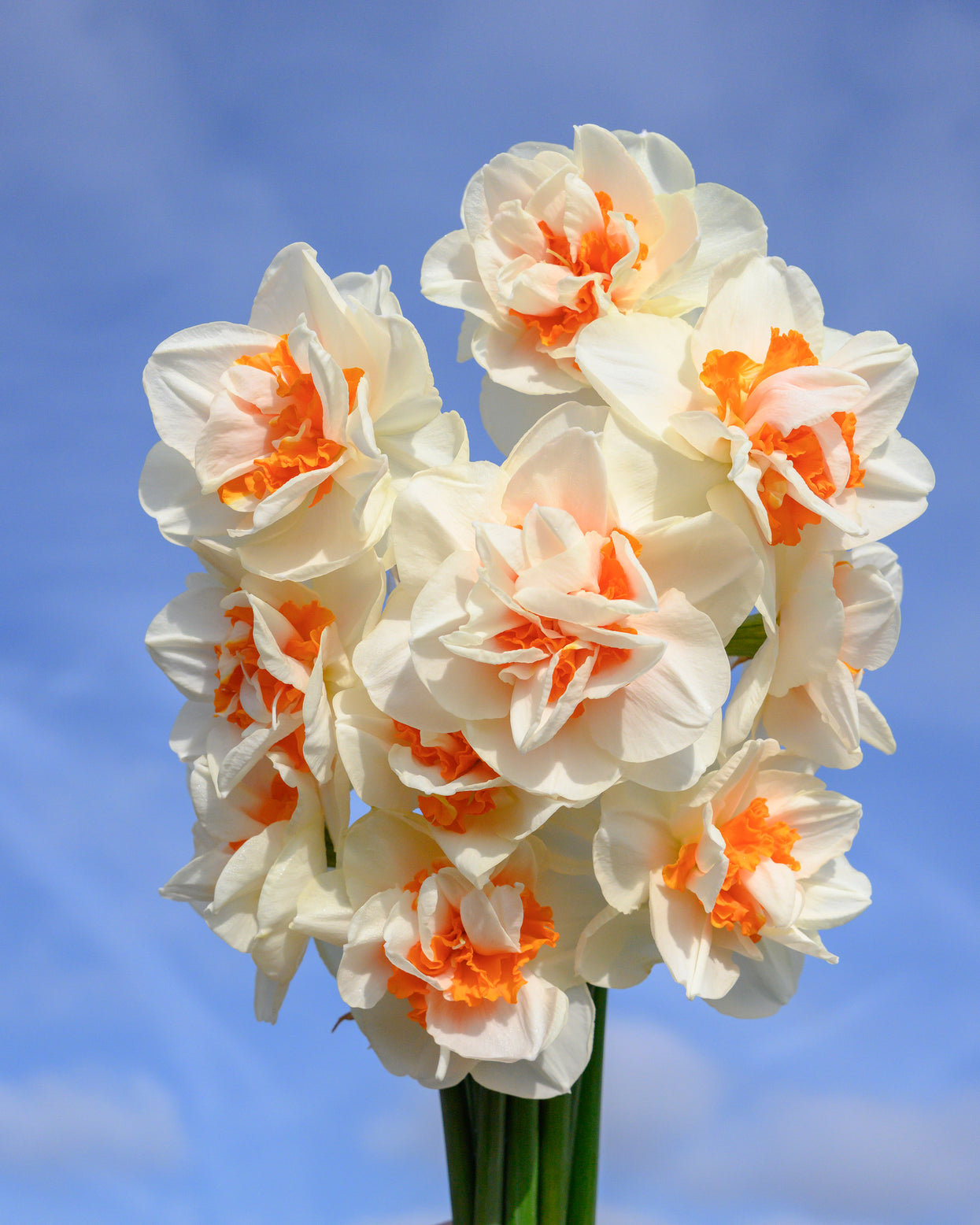 Narcissus 'Fragrant Spring' bulbs — Buy online at Farmer Gracy UK