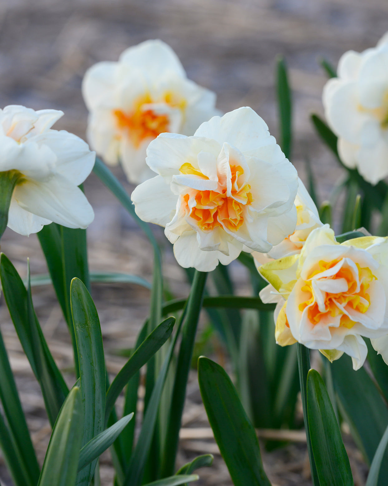 Narcissus 'Fragrant Spring' bulbs — Buy online at Farmer Gracy UK