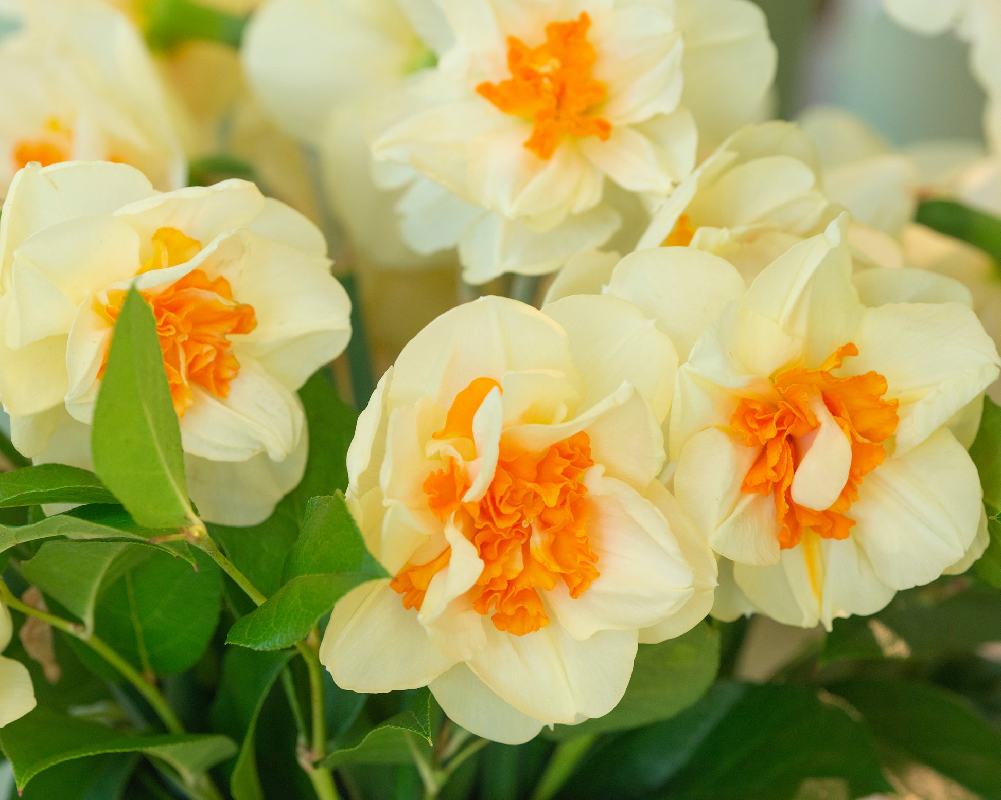 Narcissus 'Fragrant Spring' bulbs — Buy online at Farmer Gracy UK