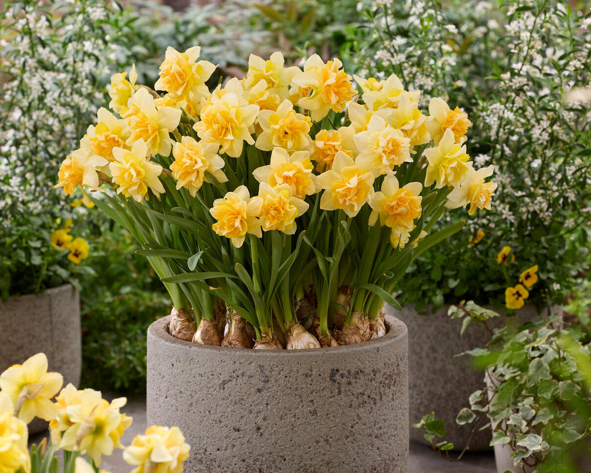 Narcissus 'Growers Beauty' bulbs | Buy online at Farmer Gracy UK