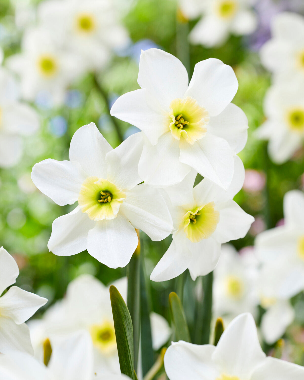 Narcissus 'Lieke' bulbs | Buy online at Farmer Gracy UK