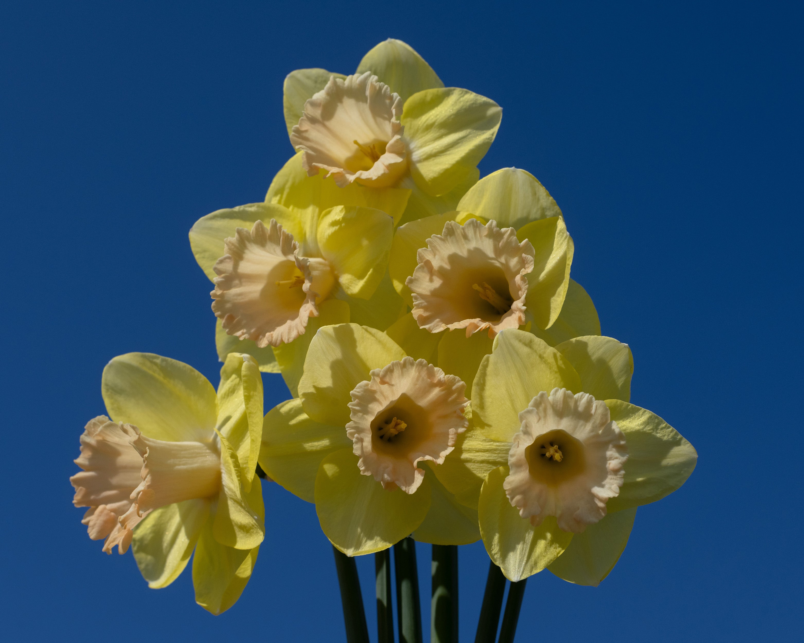 Narcissus 'Lorikeet' bulbs | Buy daffodils online at Farmer Gracy UK