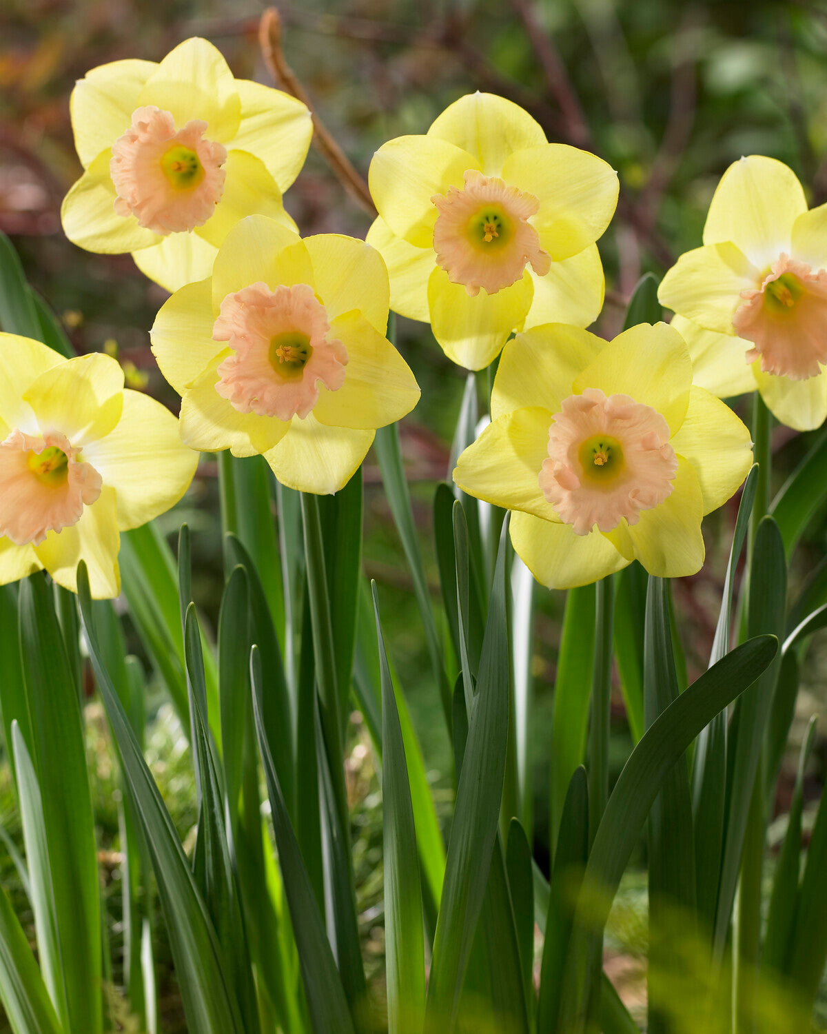 Narcissus 'Lorikeet' bulbs | Buy daffodils online at Farmer Gracy UK