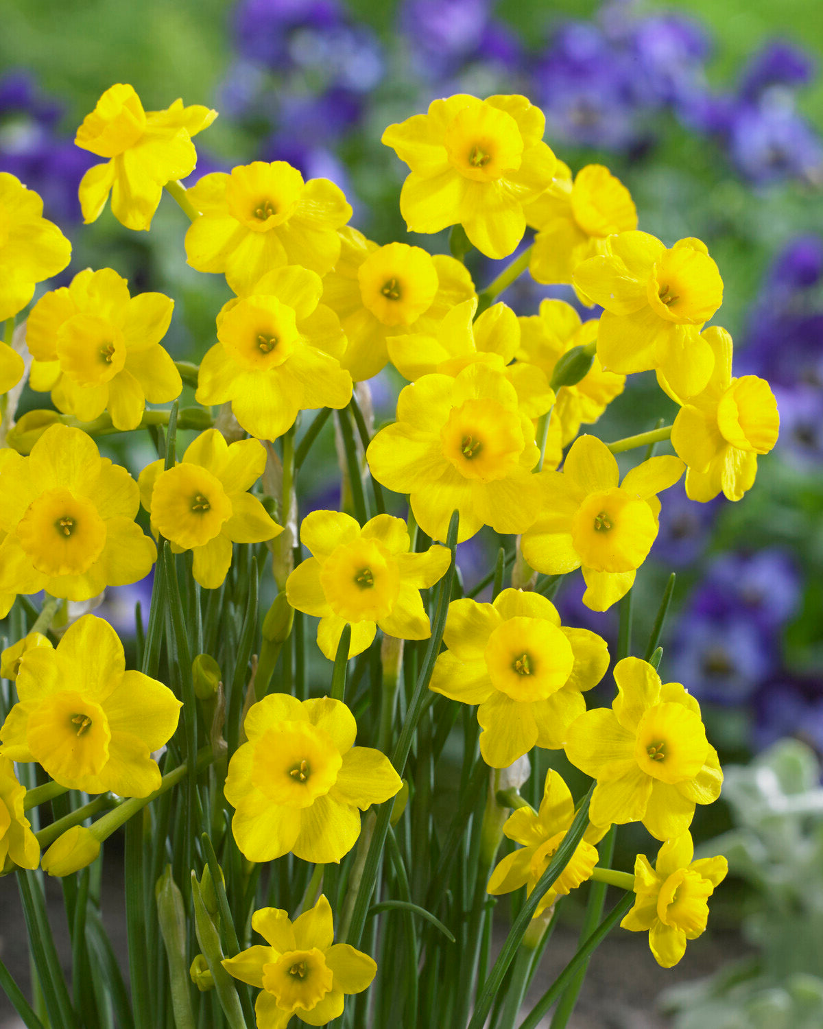 Narcissus 'More and More' bulbs | Buy online at Farmer Gracy UK