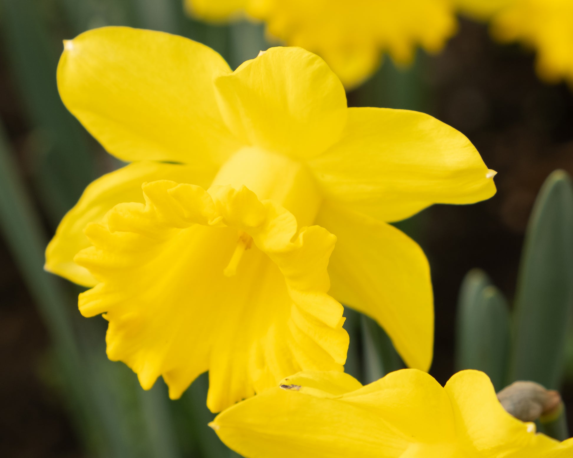 Narcissus obvallaris (Tenby daffodil) bulbs — Buy online at Farmer Gracy UK
