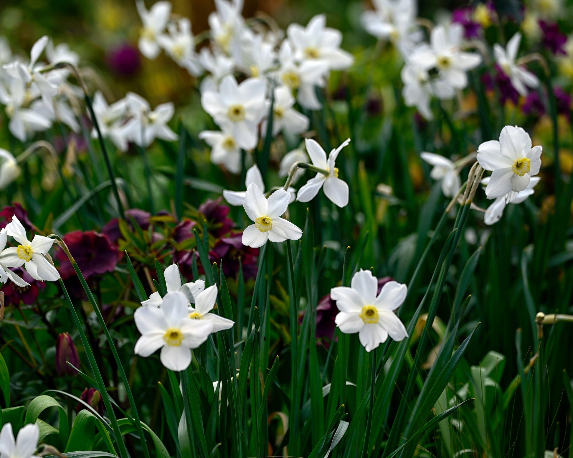 Narcissus poeticus 'Polar Ice' bulbs | Buy online at Farmer Gracy UK