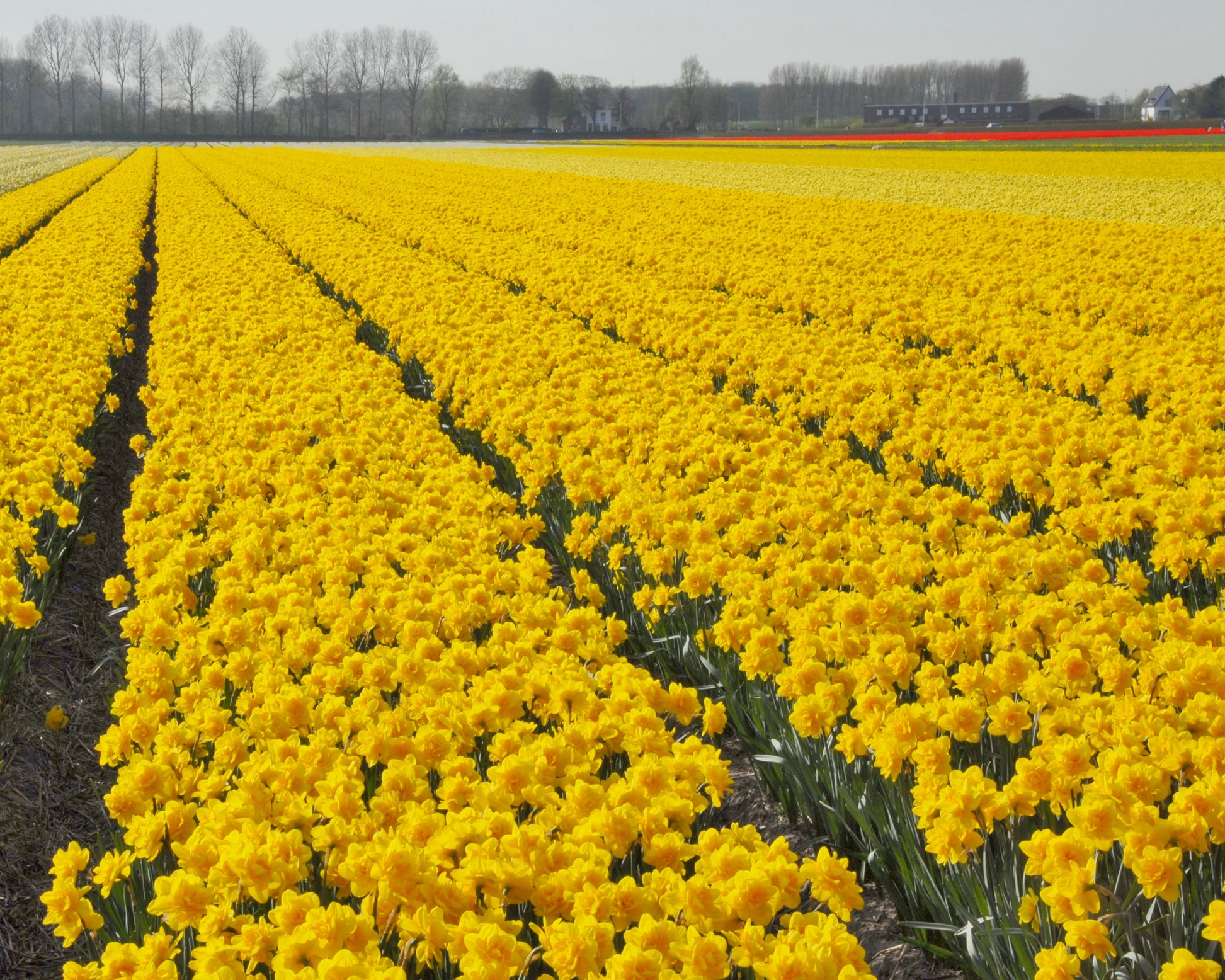 Narcissus 'Queen's Day' bulbs | Buy online at Farmer Gracy UK