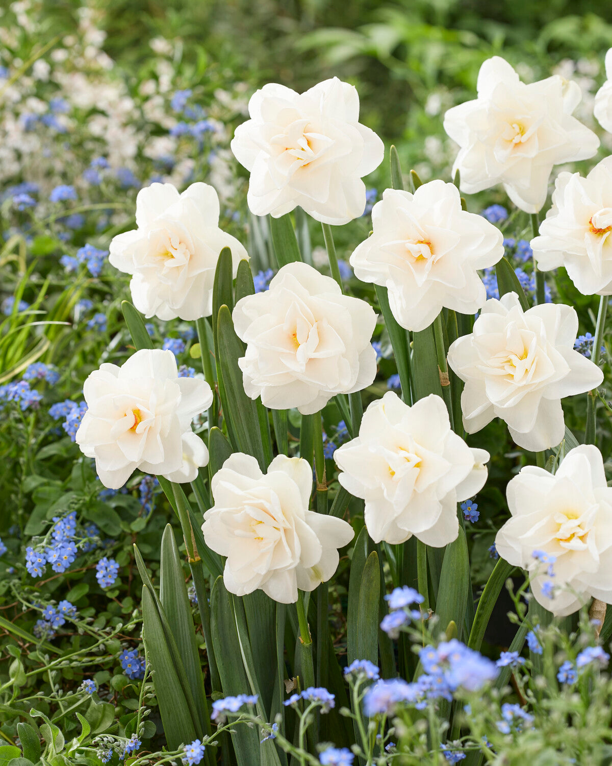 Narcissus 'Saint Clair' bulbs | Buy double-flowered pheasant's eye ...