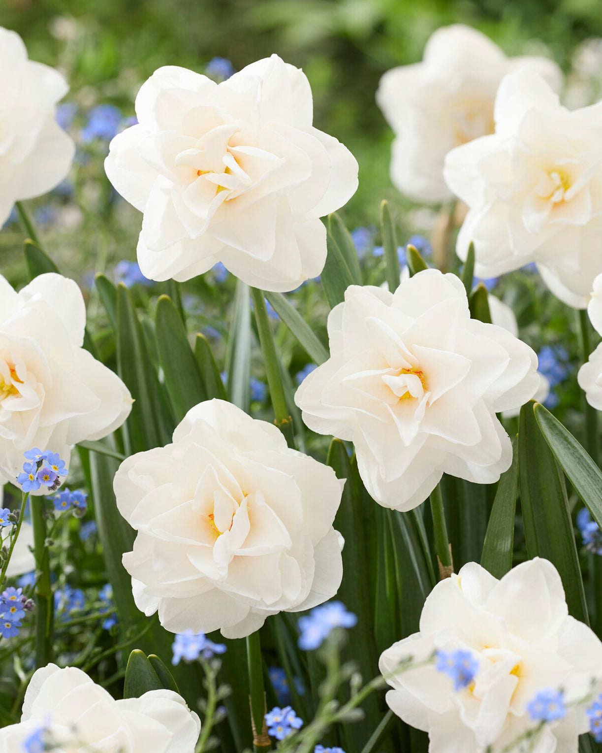 Narcissus 'Saint Clair' bulbs | Buy double-flowered pheasant's eye ...