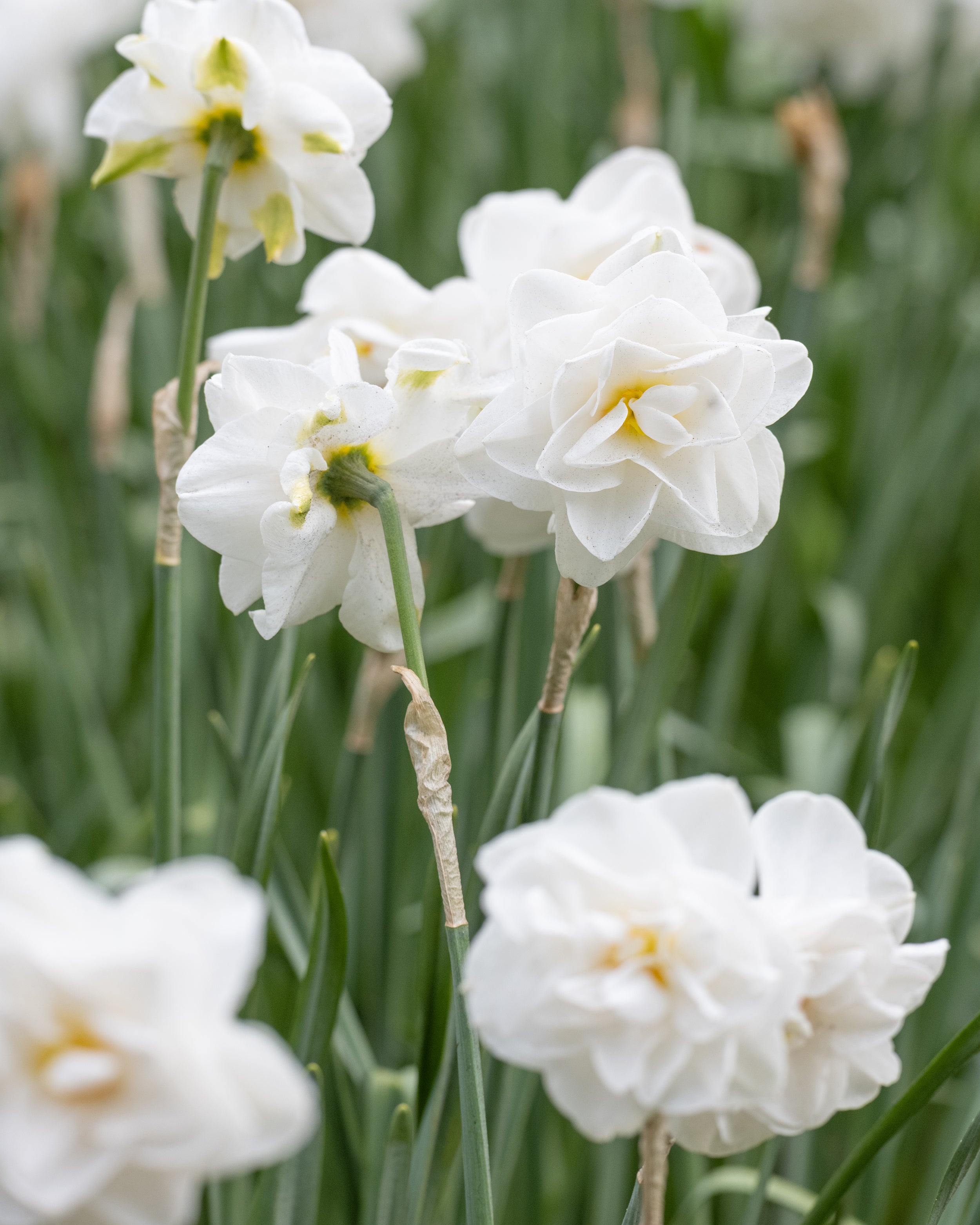 Narcissus 'Saint Clair' bulbs | Buy double-flowered pheasant's eye ...