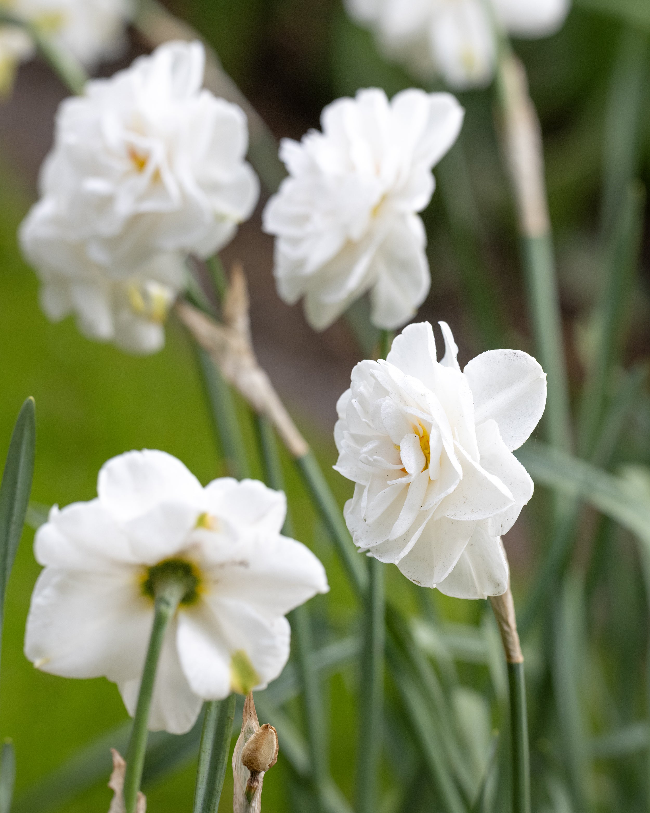 Narcissus 'Saint Clair' bulbs | Buy double-flowered pheasant's eye ...