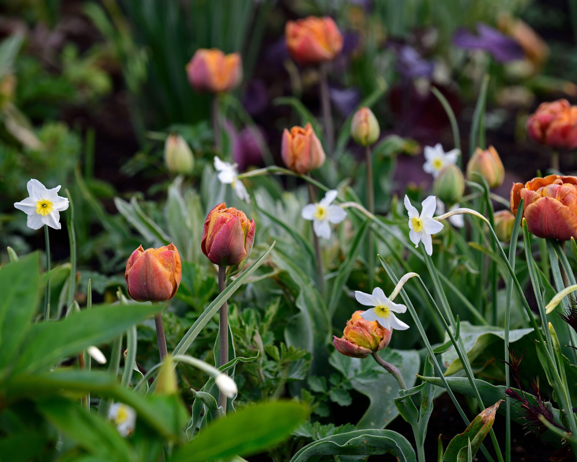 Narcissus 'Segovia' bulbs — Buy small-cupped daffodils online at Farmer ...