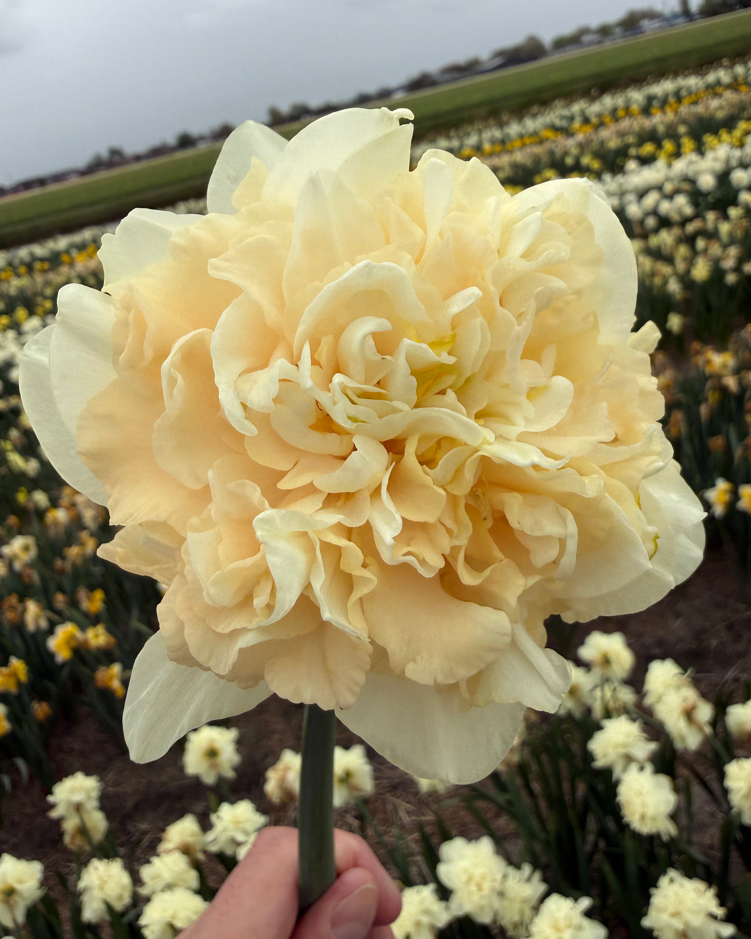 Narcissus 'Sophia' bulbs | Buy online at Farmer Gracy UK