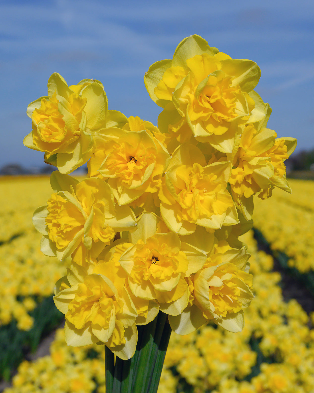 Narcissus 'Spring Paradijs' bulbs | Buy online at Farmer Gracy UK