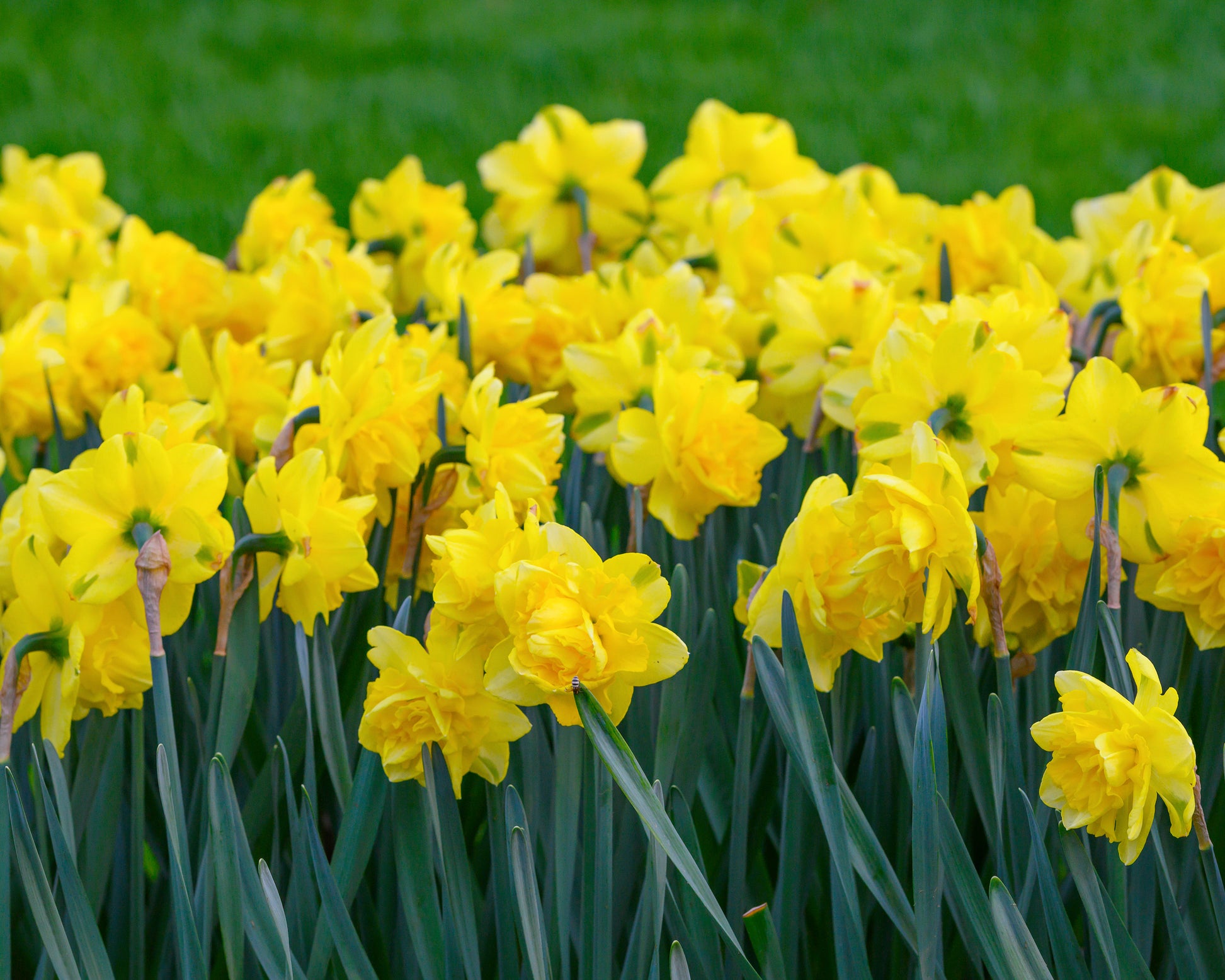 Narcissus 'Spring Paradijs' bulbs — Buy online at Farmer Gracy UK