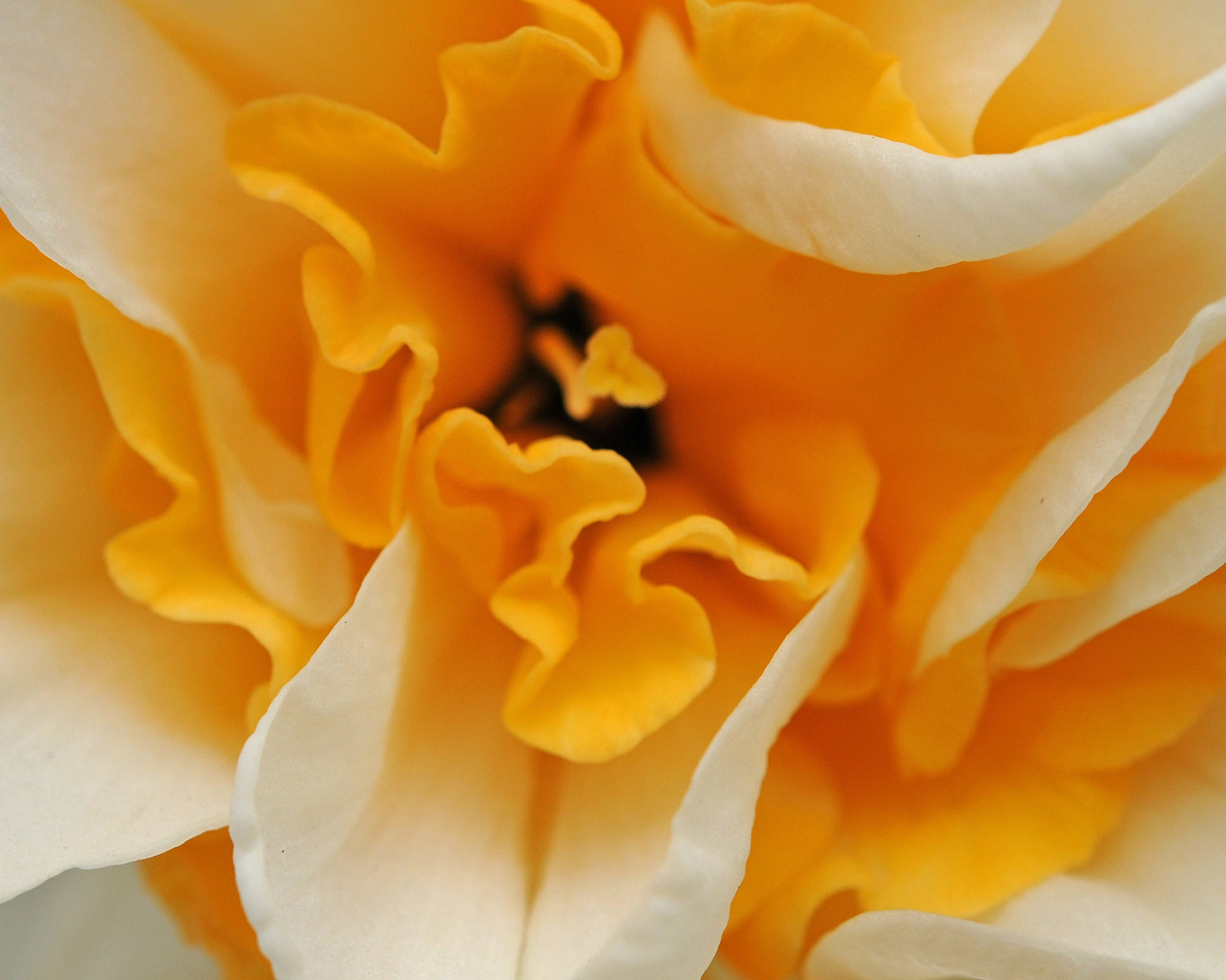 Narcissus 'Sweet Desire' bulbs | Buy online at Farmer Gracy UK