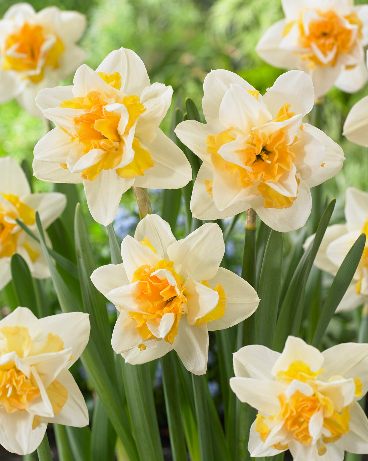 Narcissus 'Sweet Desire' bulbs | Buy online at Farmer Gracy UK