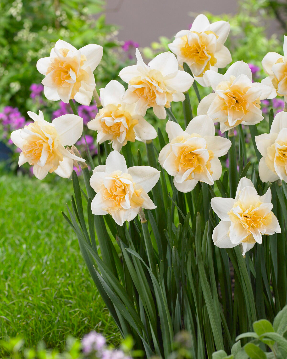 Narcissus 'Sweet Desire' bulbs | Buy online at Farmer Gracy UK