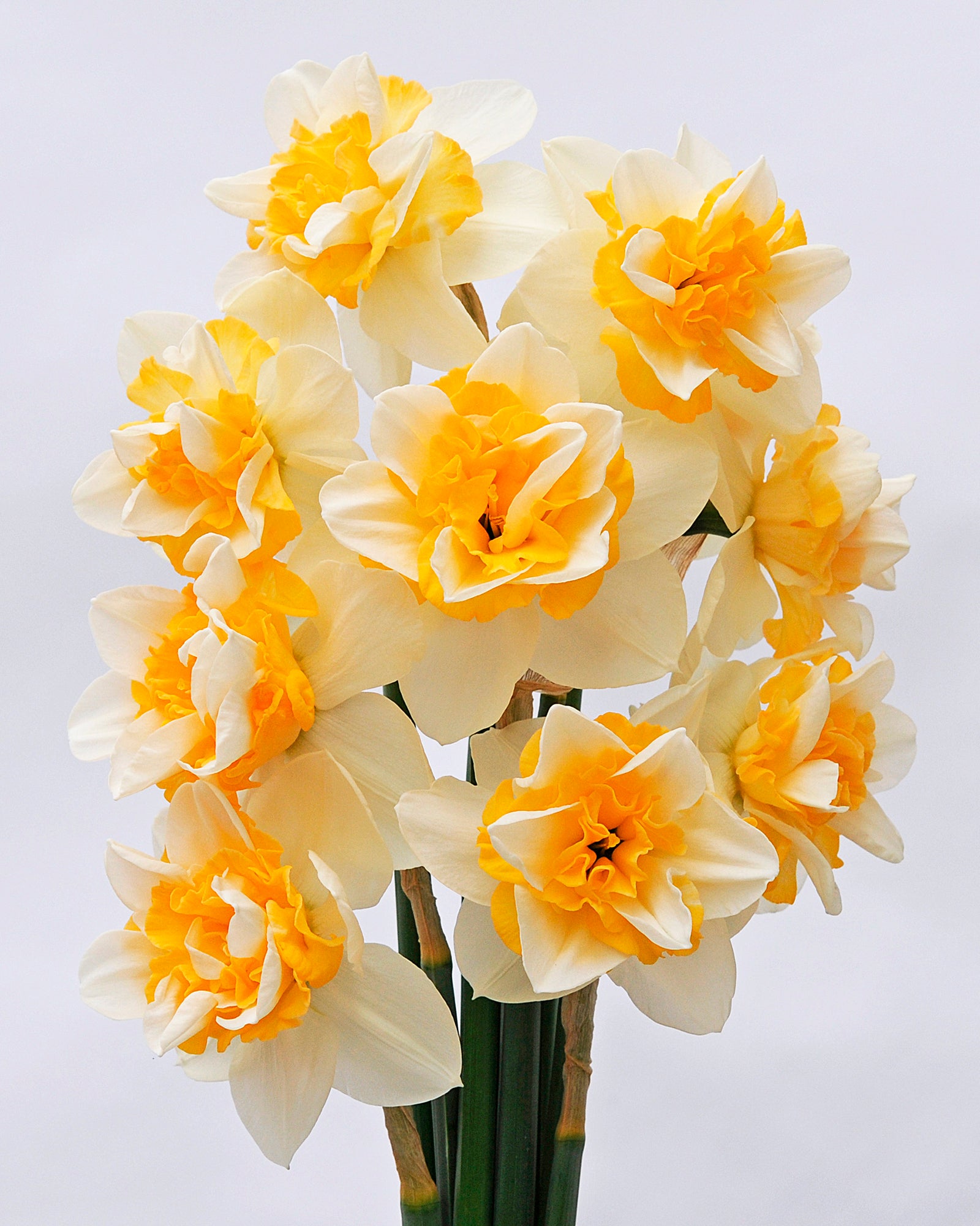 Narcissus 'Sweet Desire' bulbs | Buy online at Farmer Gracy UK