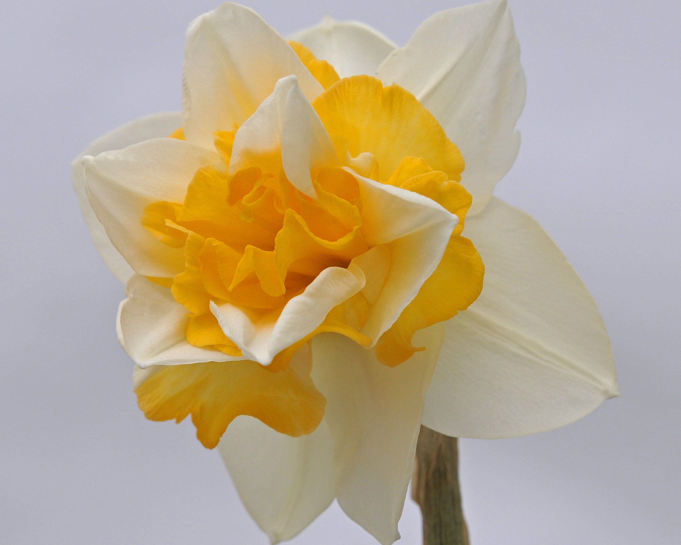 Narcissus 'Sweet Desire' bulbs | Buy online at Farmer Gracy UK