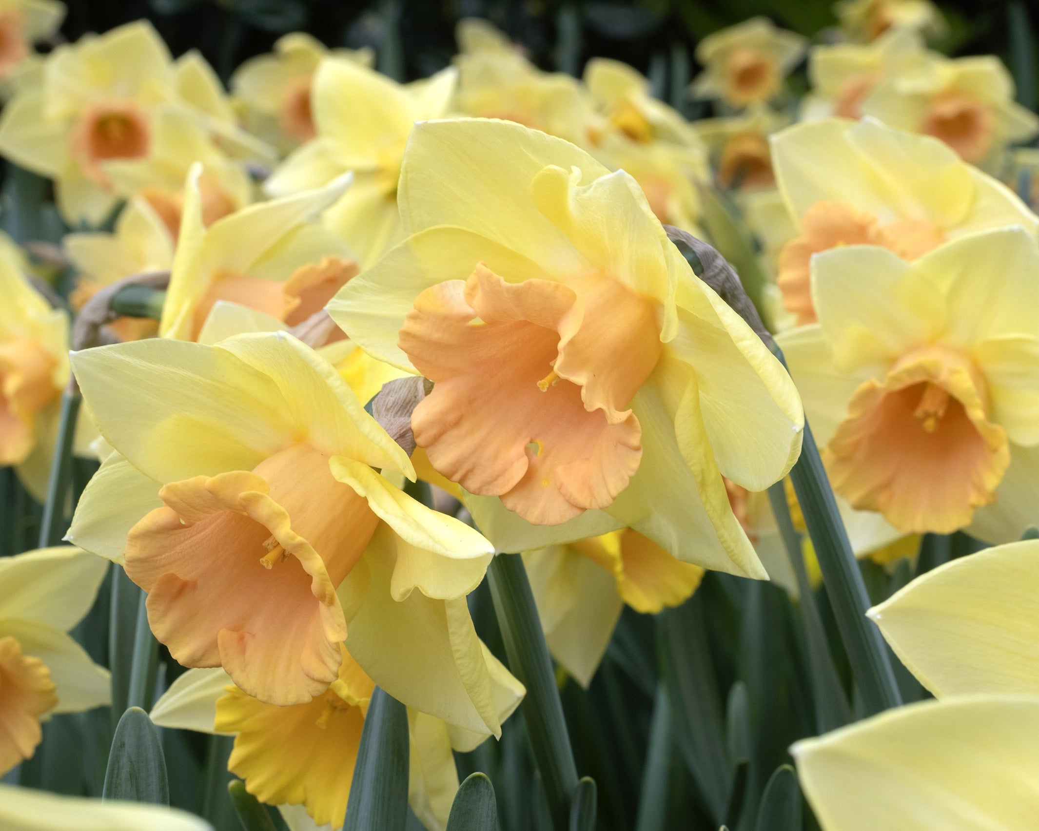 Narcissus 'Tom Pouce' bulbs — Buy online at Farmer Gracy UK