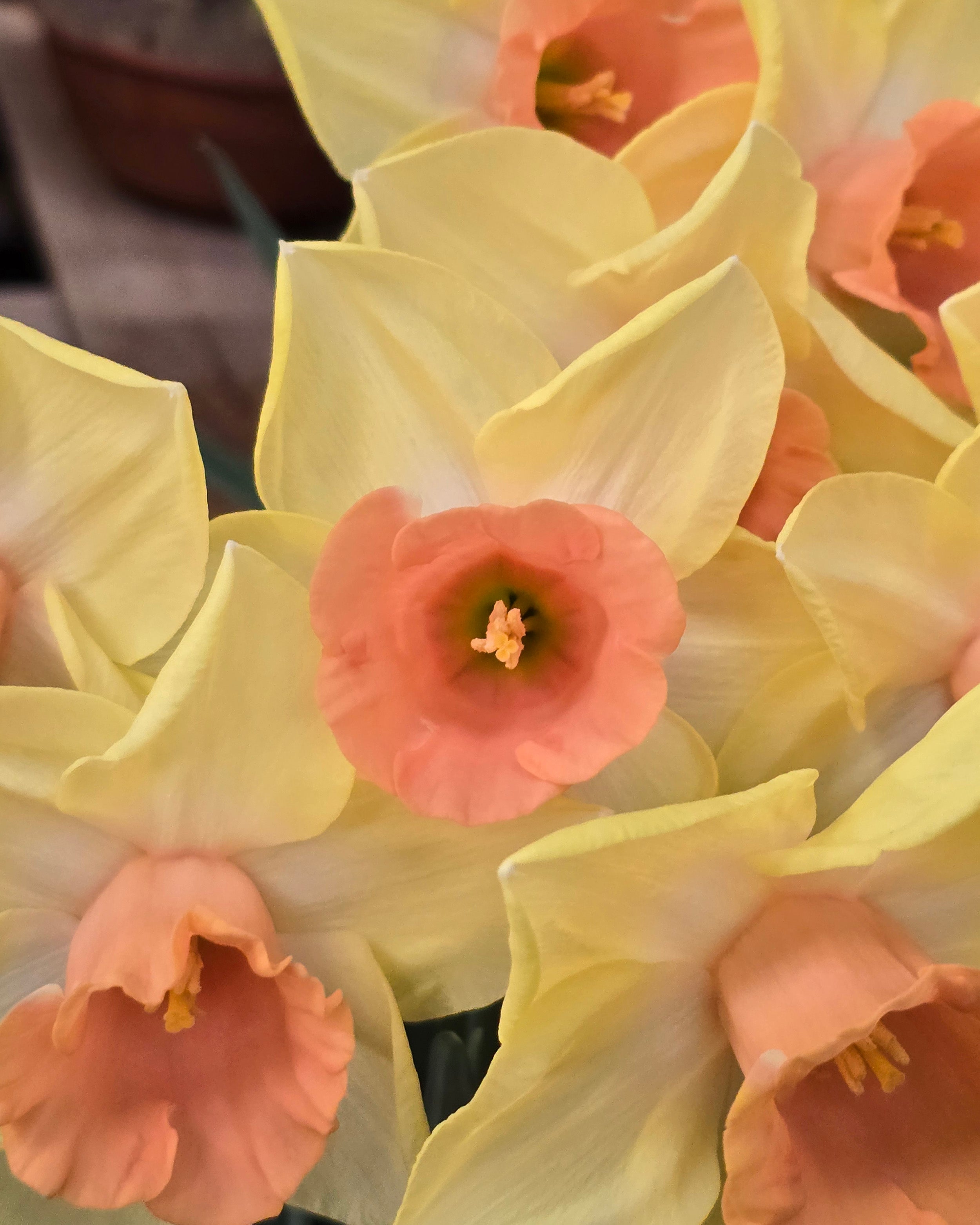 Narcissus 'Tom Pouce' bulbs — Buy online at Farmer Gracy UK