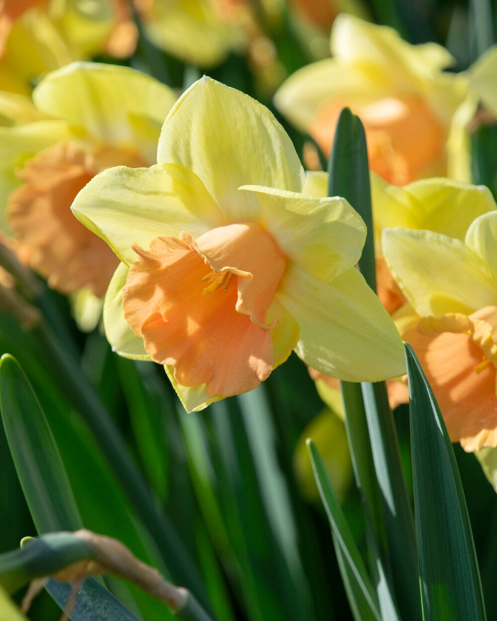 Narcissus 'Tom Pouce' bulbs — Buy online at Farmer Gracy UK